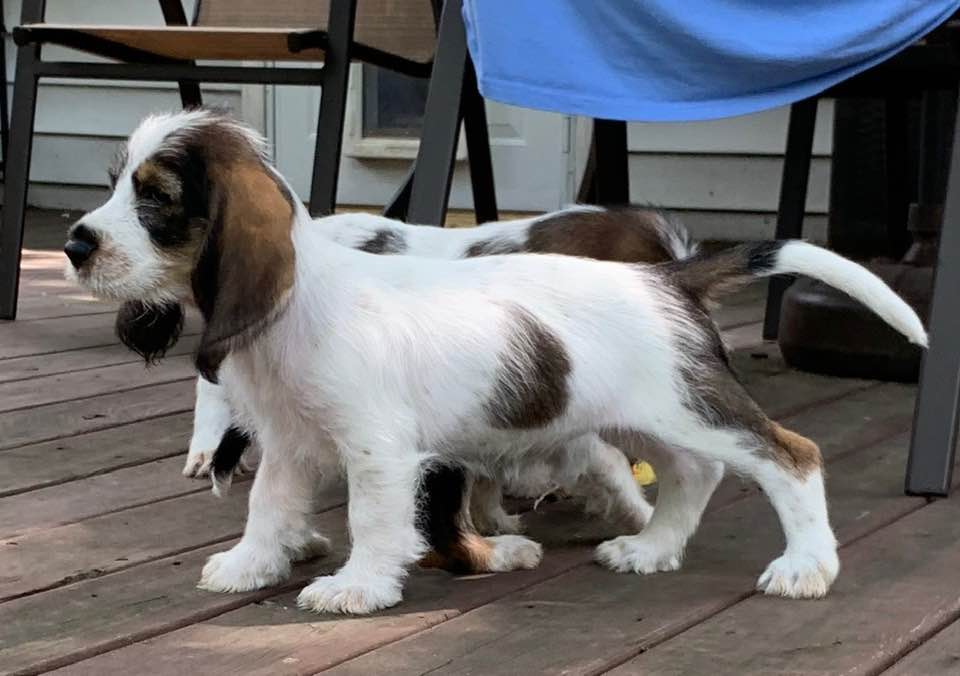 Available – KAIZEN GBGV