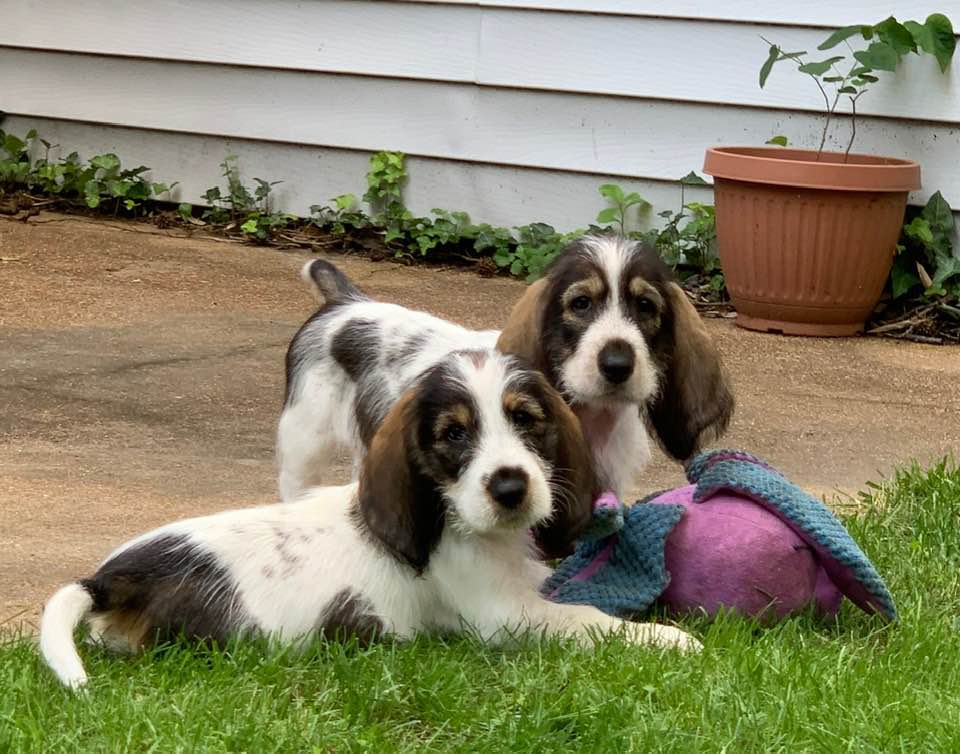 Available – KAIZEN GBGV